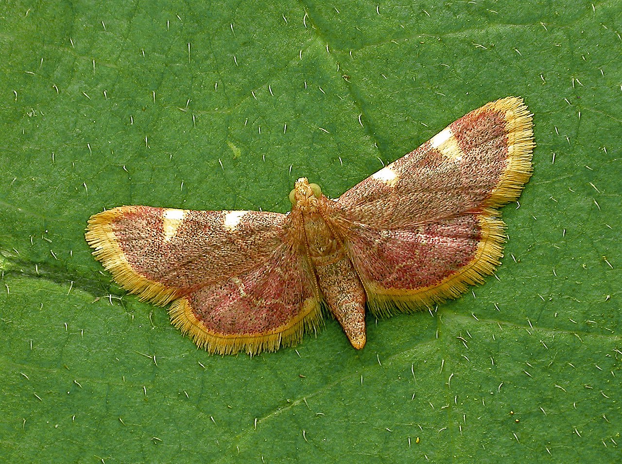 16 Types Of Red Moths (Pictures And Identification Guide)