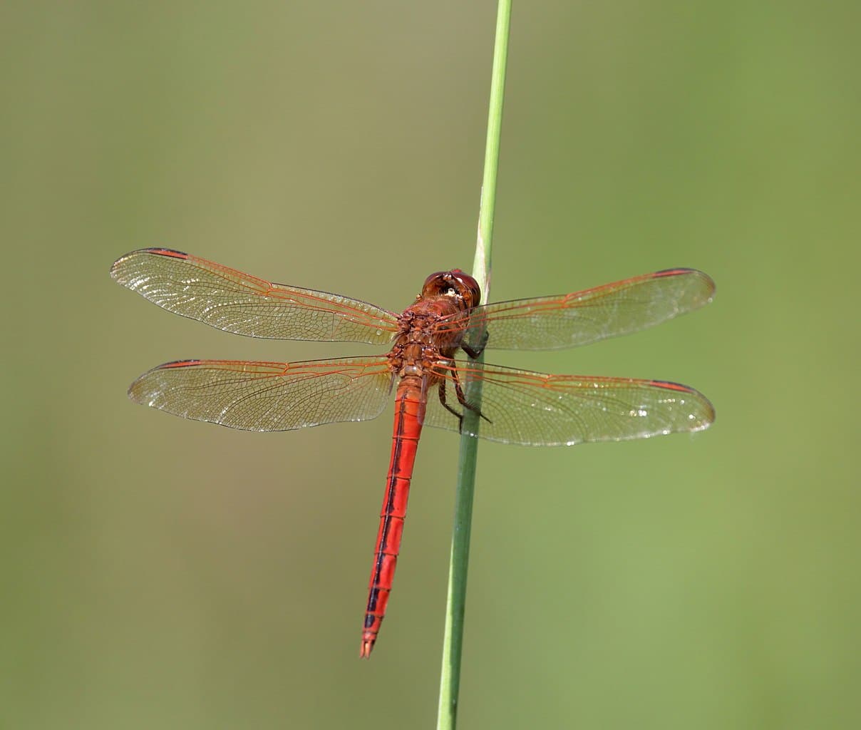 23 Types of Red Dragonflies (Pictures And Identification)