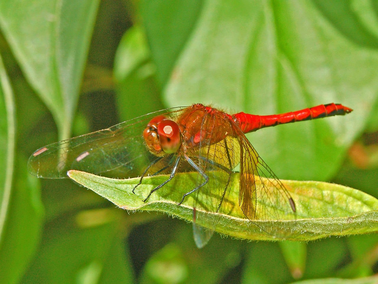 23 Types of Red Dragonflies (Pictures And Identification)