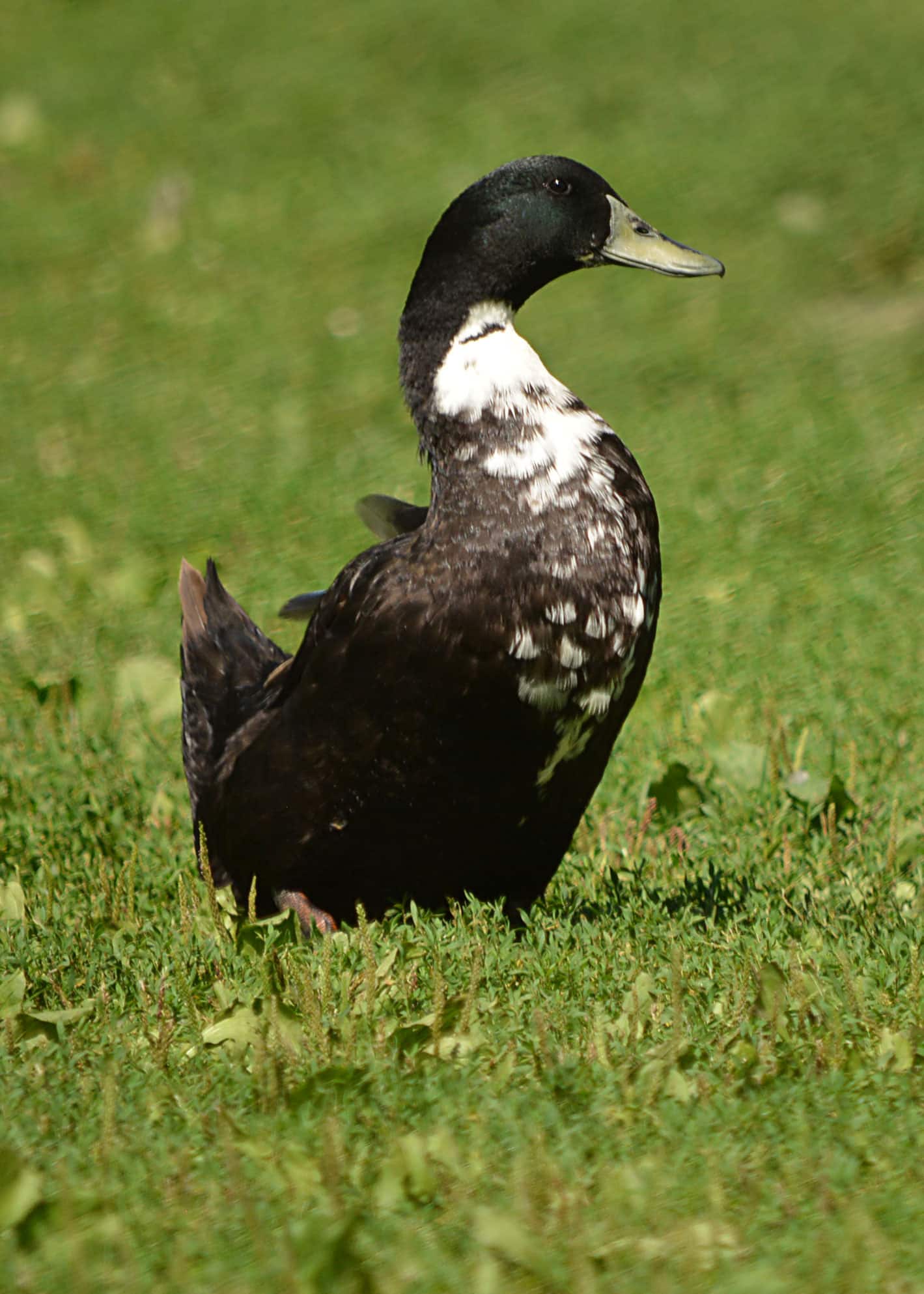 17 Types of Black Ducks (Wild and Domestic Breeds)