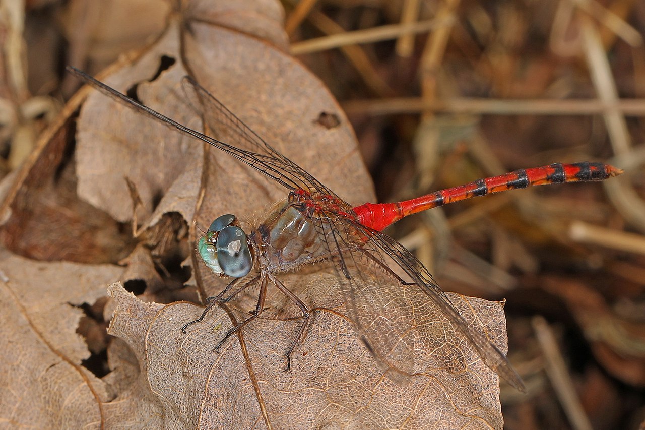 23 Types of Red Dragonflies (Pictures And Identification)