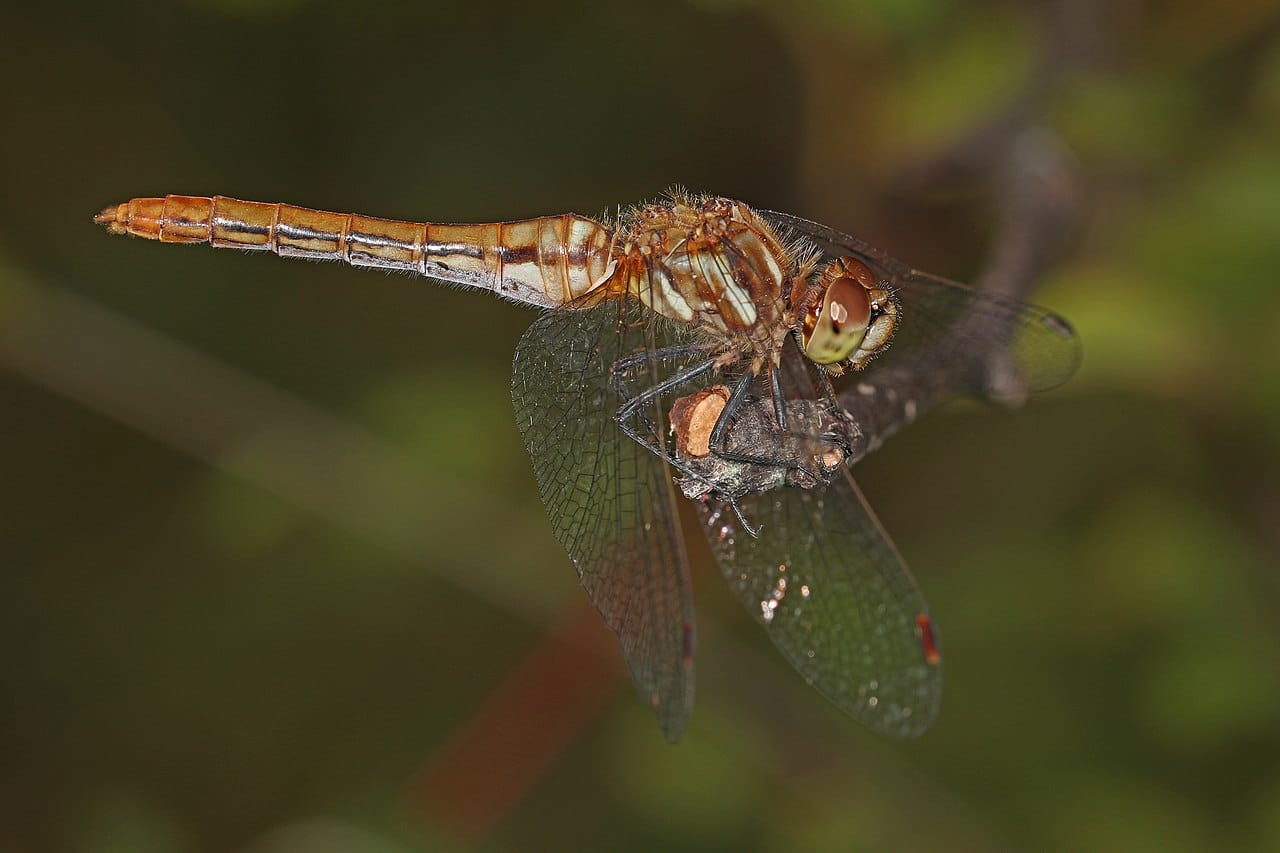 23 Types of Red Dragonflies (Pictures And Identification)