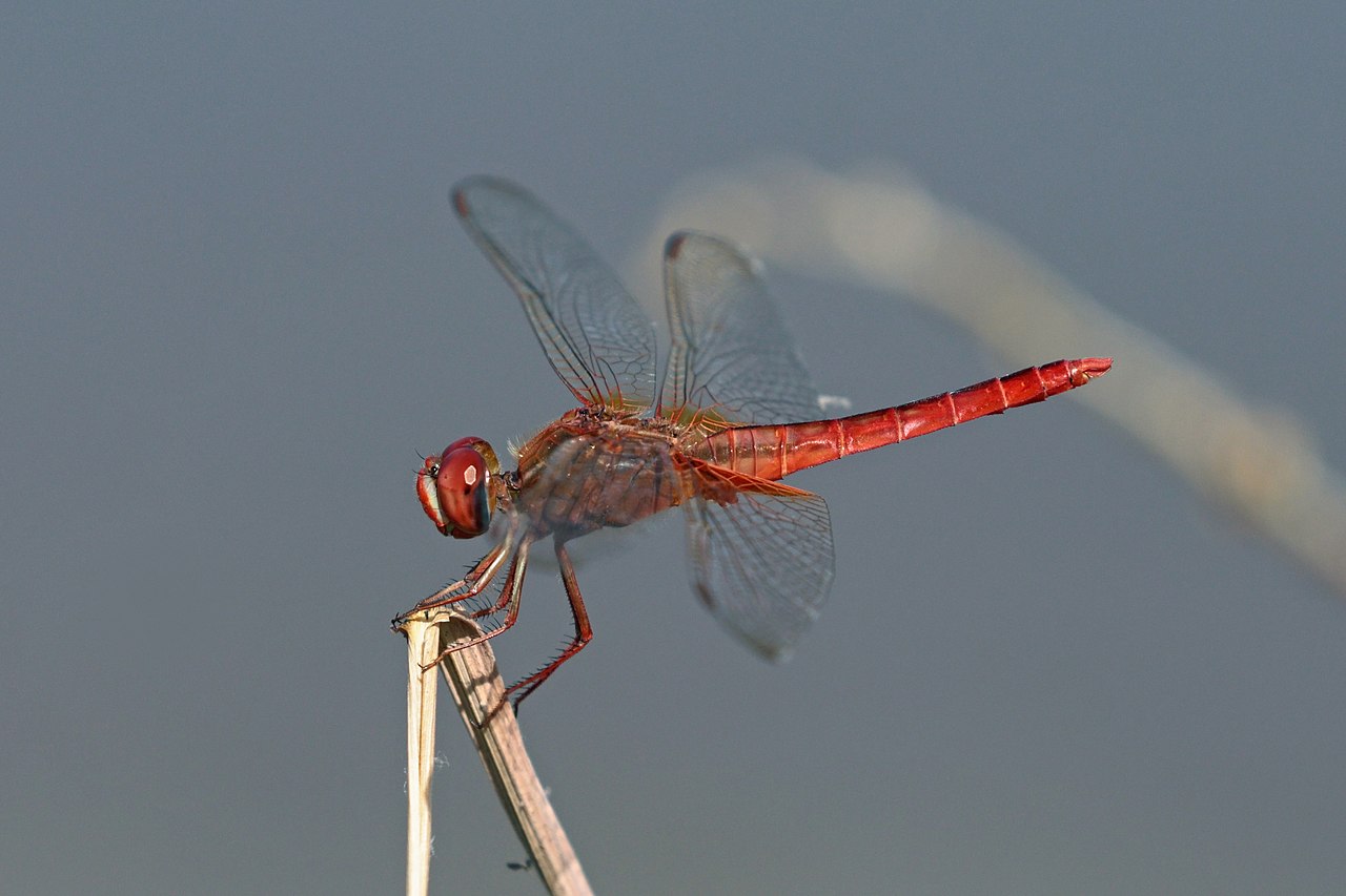 23 Types of Red Dragonflies (Pictures And Identification)