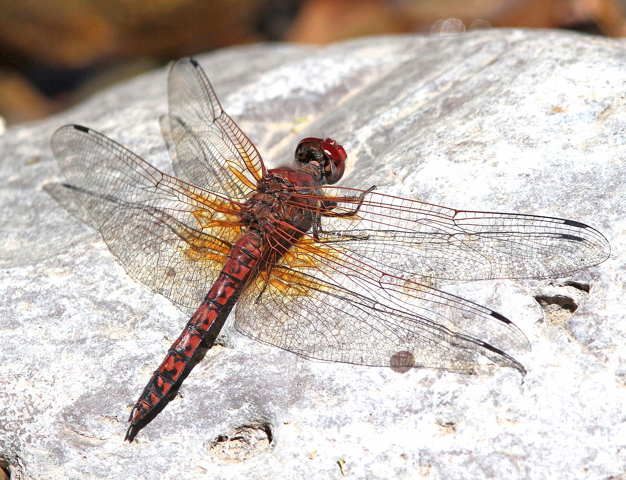 23 Types of Red Dragonflies (Pictures And Identification)