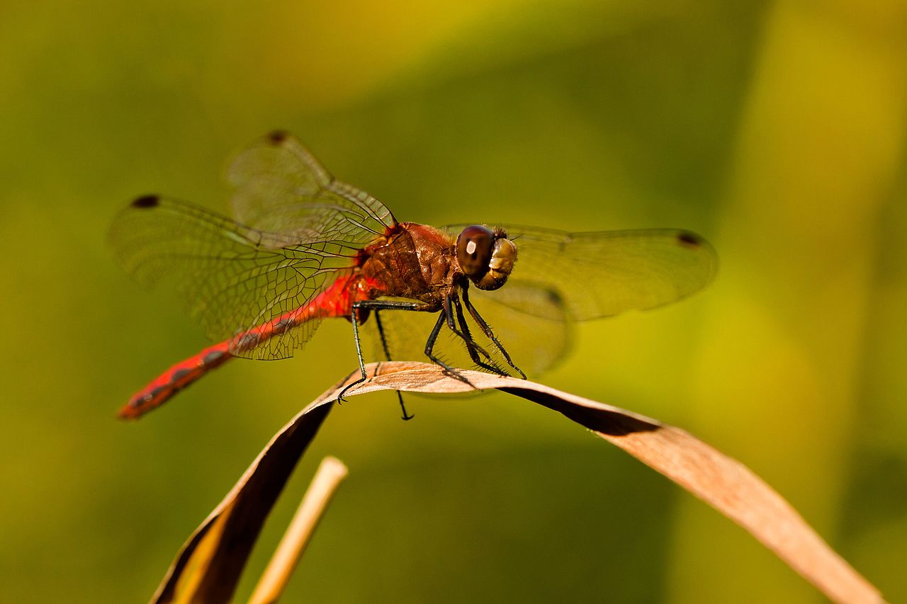 23 Types of Red Dragonflies (Pictures And Identification)