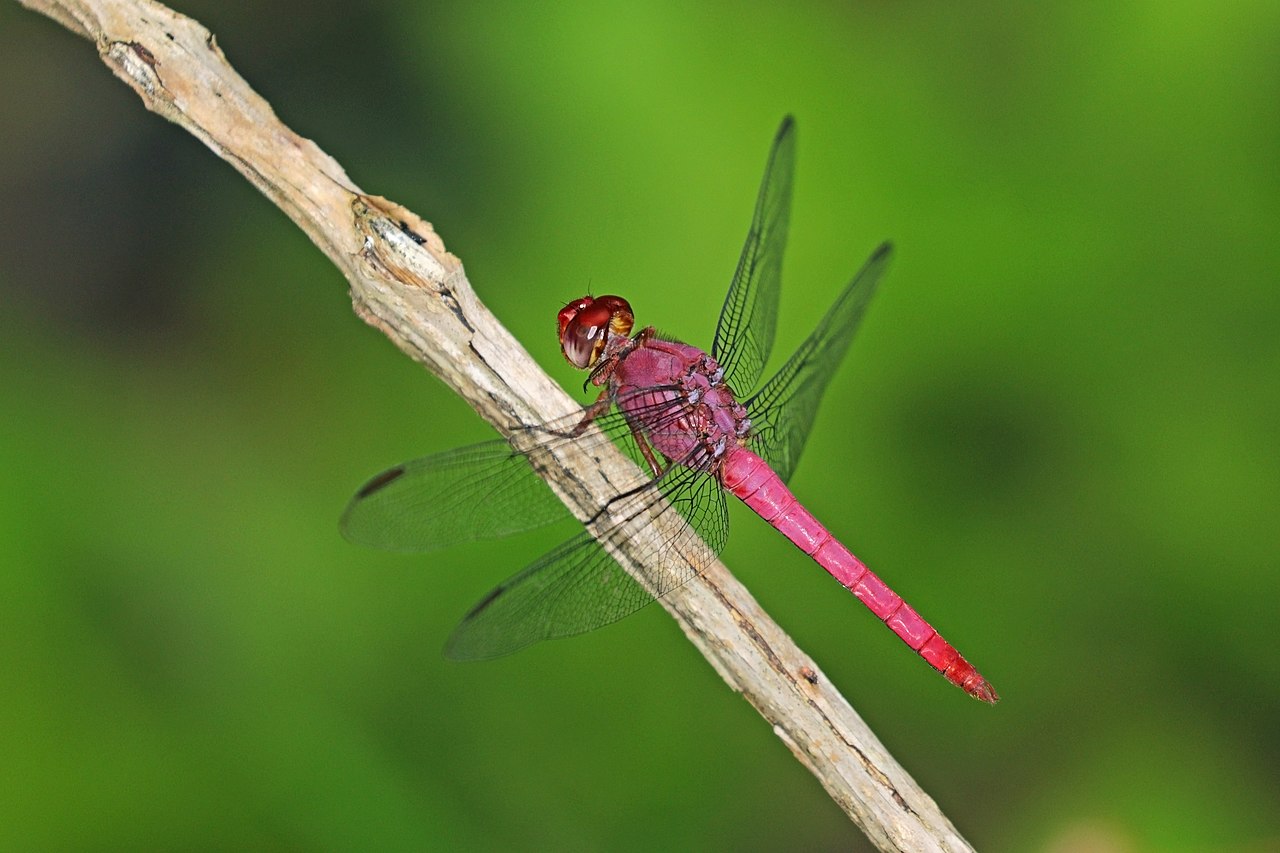 23 Types of Red Dragonflies (Pictures And Identification)
