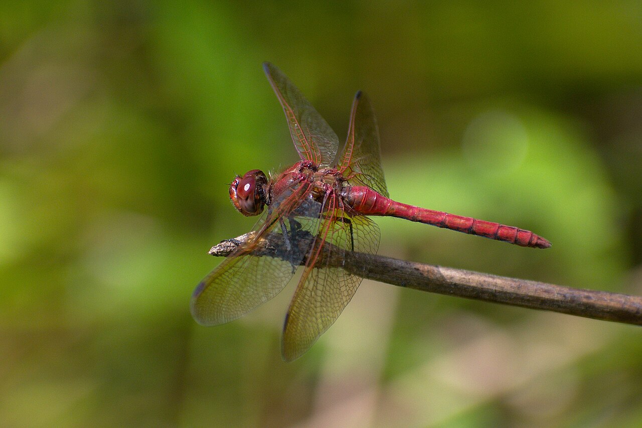 23 Types of Red Dragonflies (Pictures And Identification)