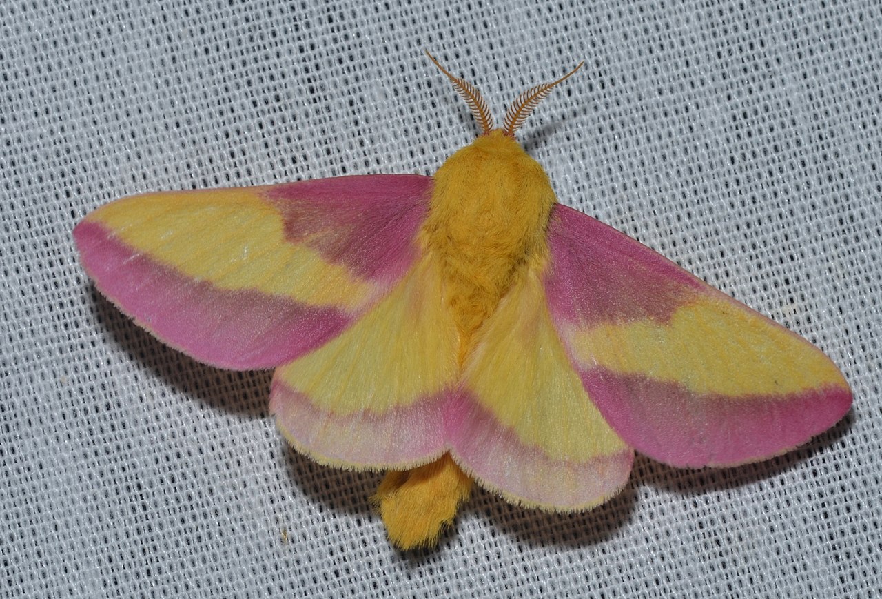 18 Stunning Pink Moths You May See (Pictures And Identification)