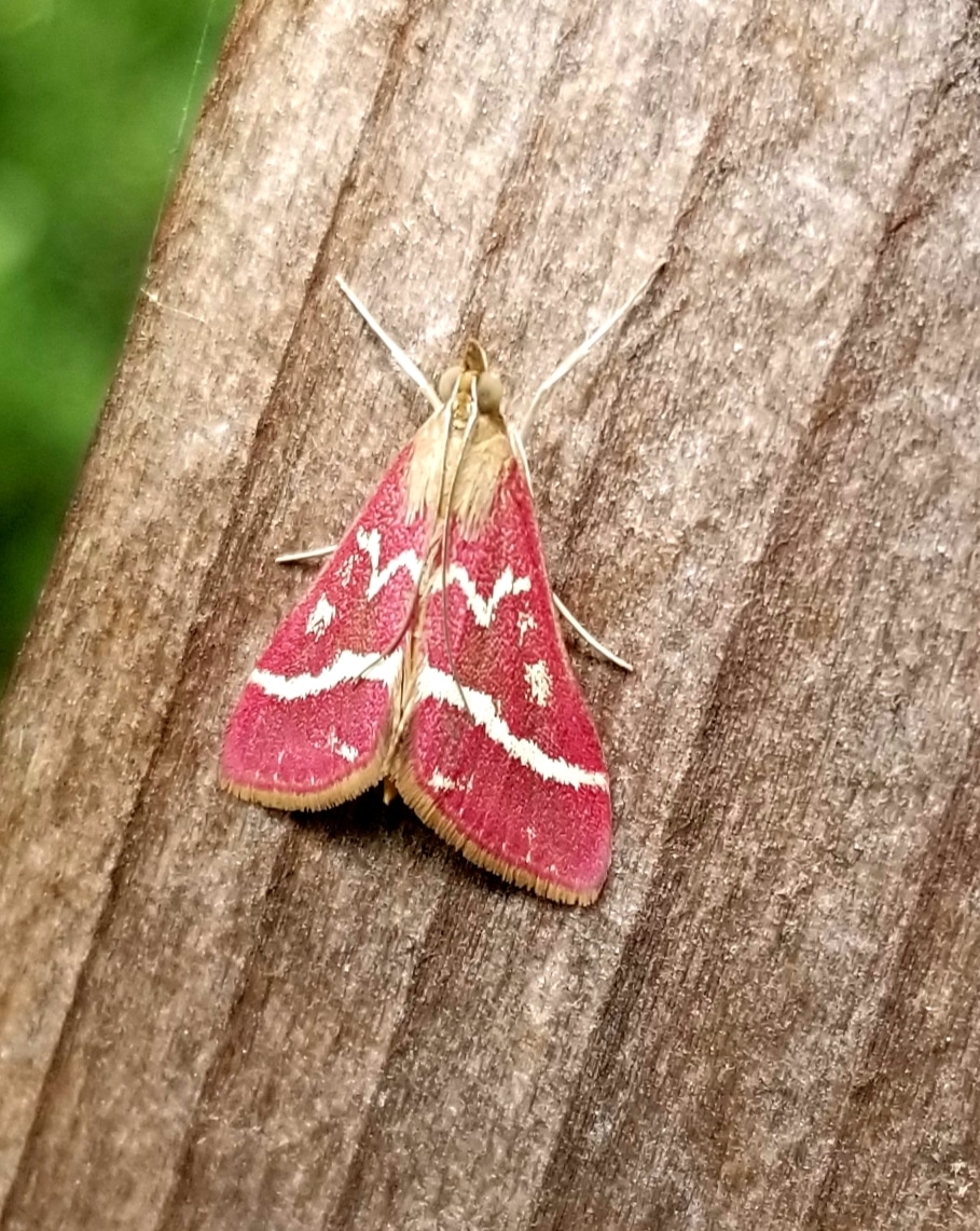 18 Stunning Pink Moths You May See (Pictures And Identification)