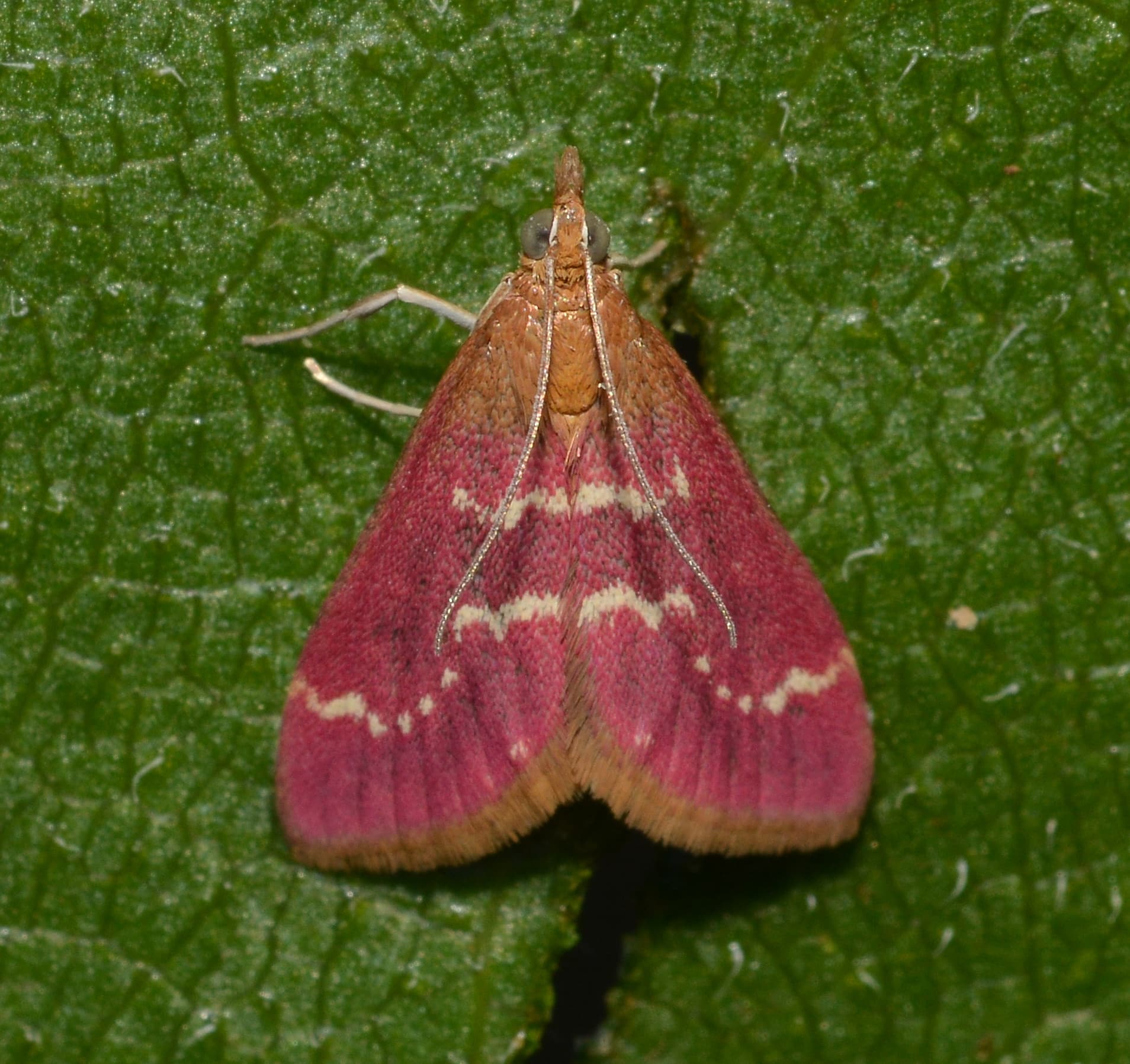 18 Stunning Pink Moths You May See (Pictures And Identification)
