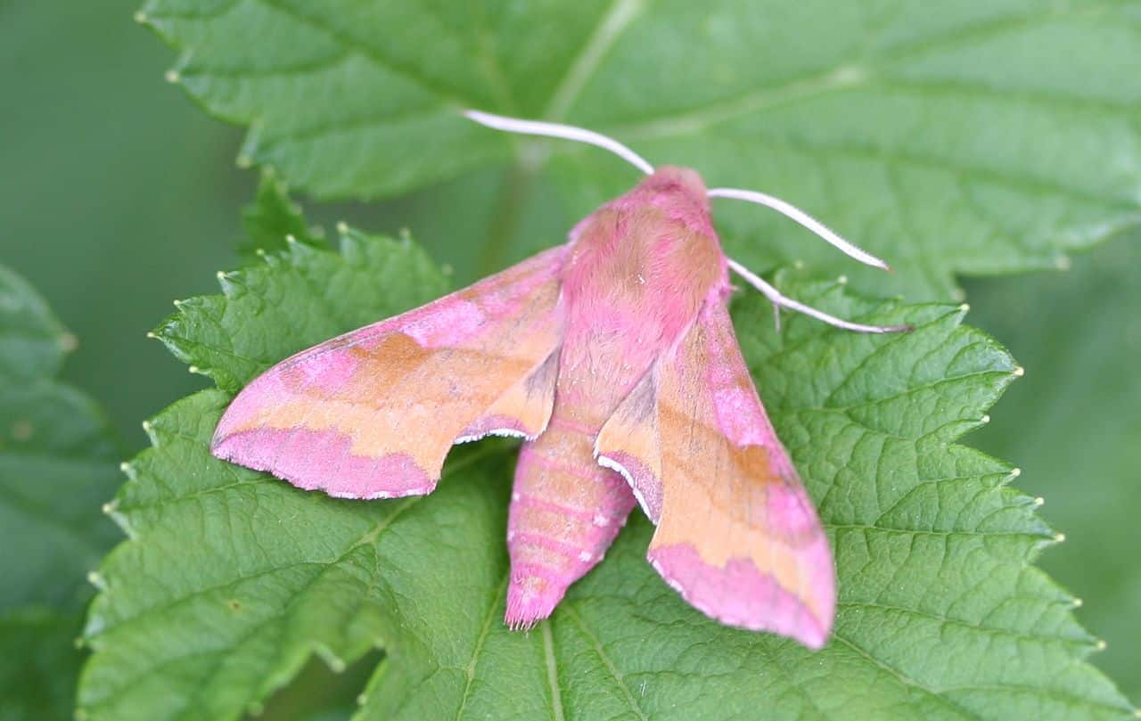 18 Stunning Pink Moths You May See (Pictures And Identification)