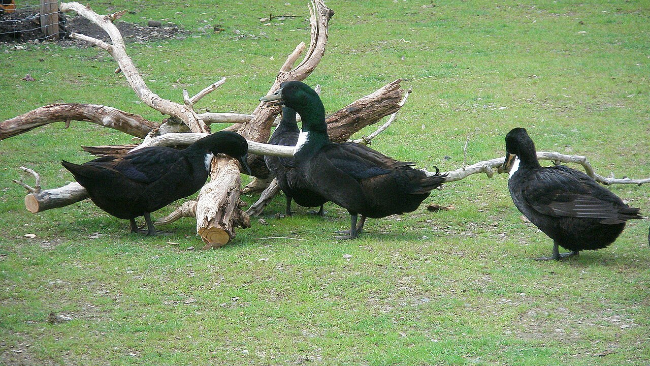 17 Types of Black Ducks (Wild and Domestic Breeds)