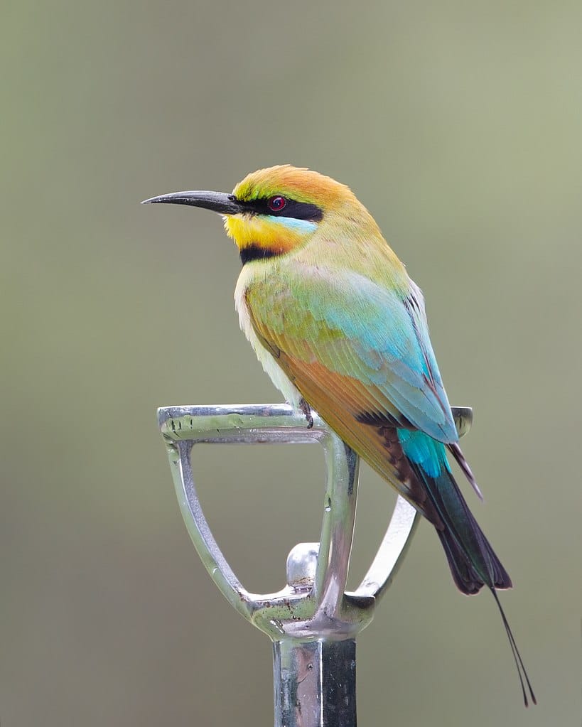 32 Birds With Orange Heads (Pictures and Identification)