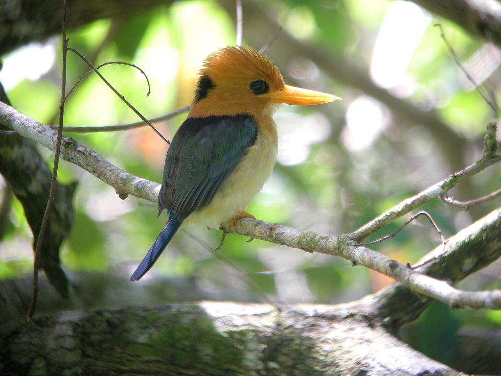 32 Birds With Orange Heads (Pictures and Identification)