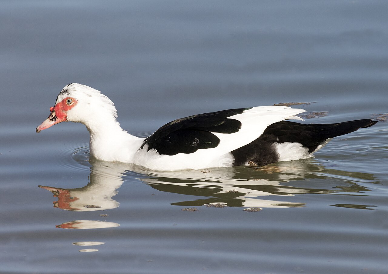 17 Ducks With White Heads (Pictures, Range, and Identification)