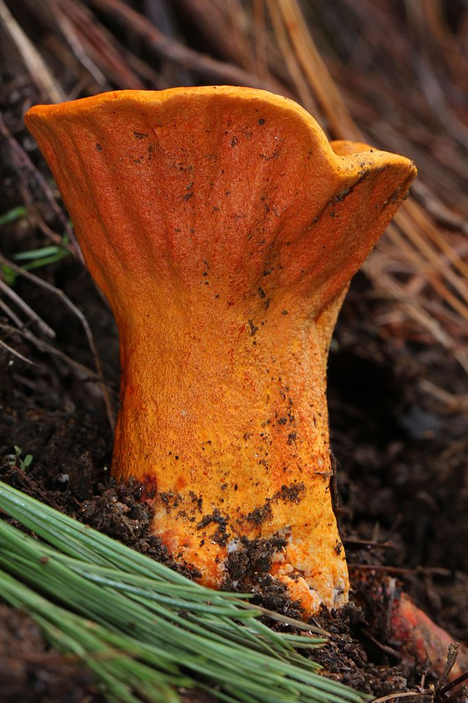 38 Orange Mushrooms and Fungi (Identification And Edibility)