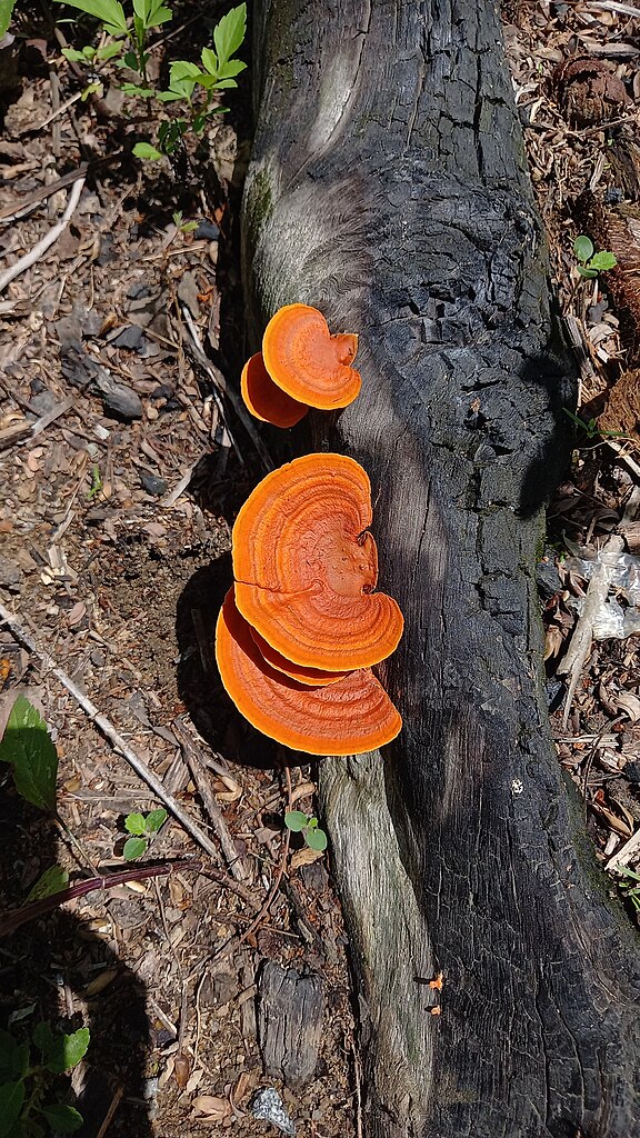 38 Orange Mushrooms and Fungi (Identification And Edibility)