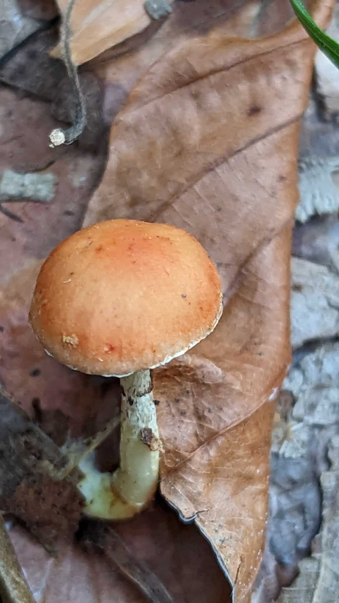38 Orange Mushrooms and Fungi (Identification And Edibility)