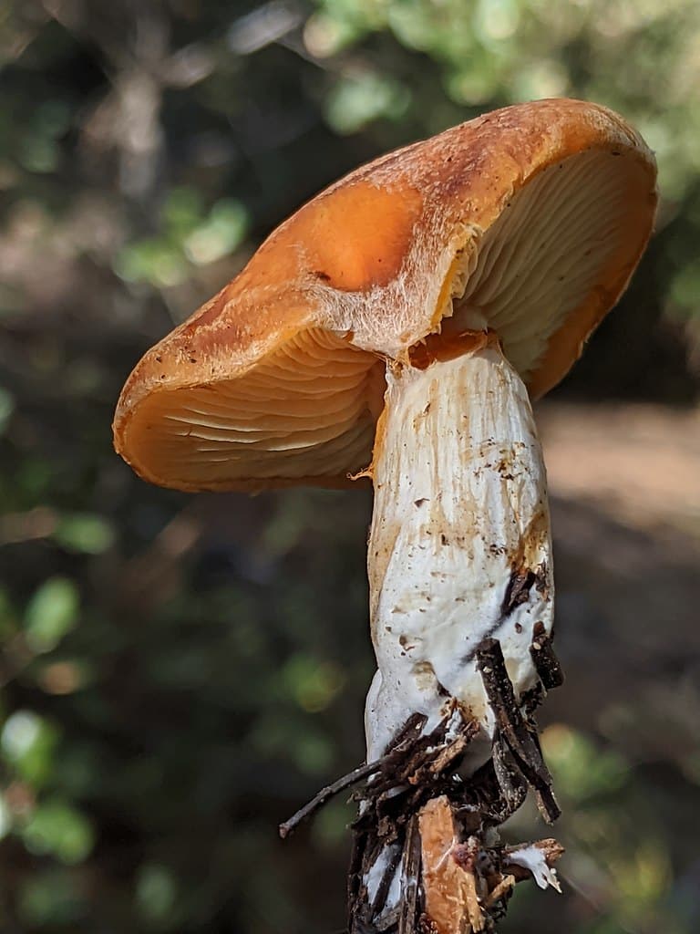 38 Orange Mushrooms and Fungi (Identification And Edibility)