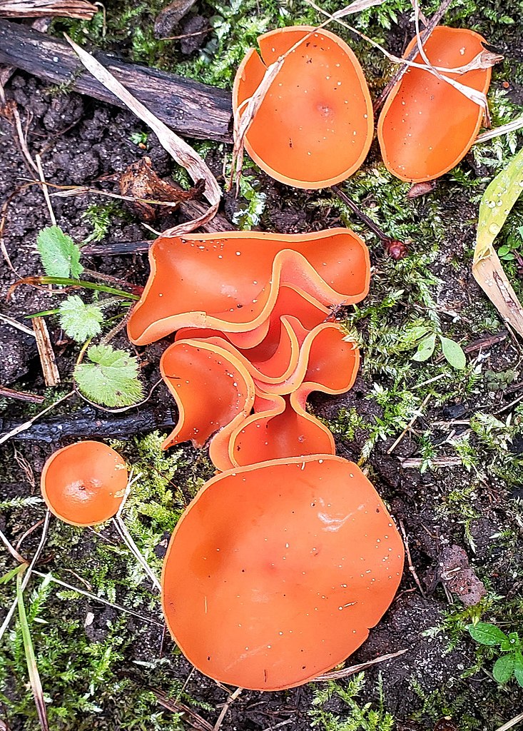 38 Orange Mushrooms and Fungi (Identification And Edibility)