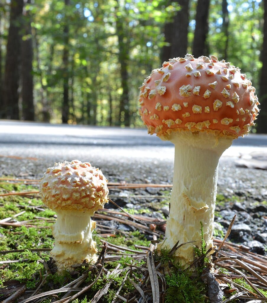 38 Orange Mushrooms and Fungi (Identification And Edibility)