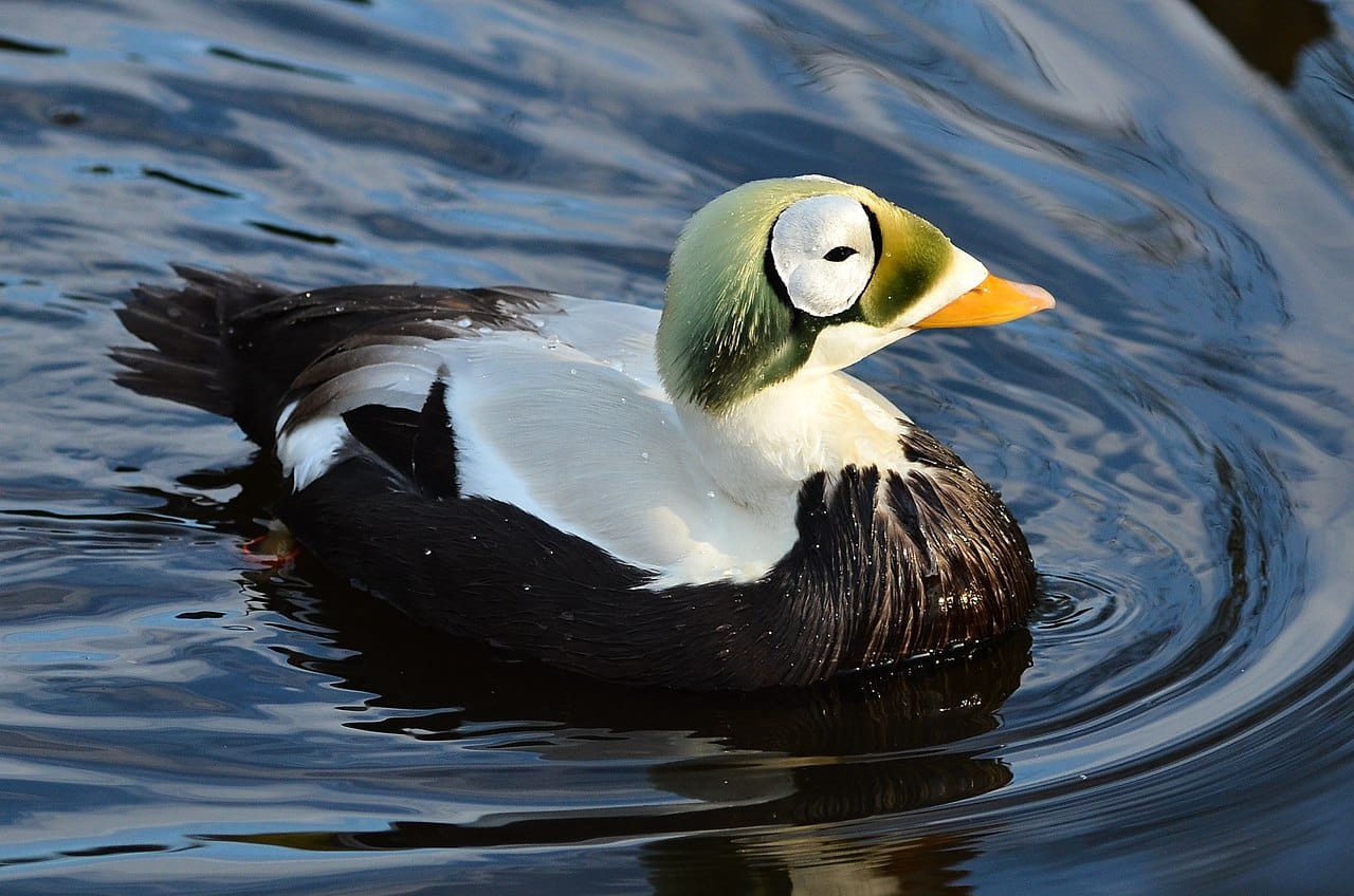 17 Ducks With White Heads (Pictures, Range, and Identification)