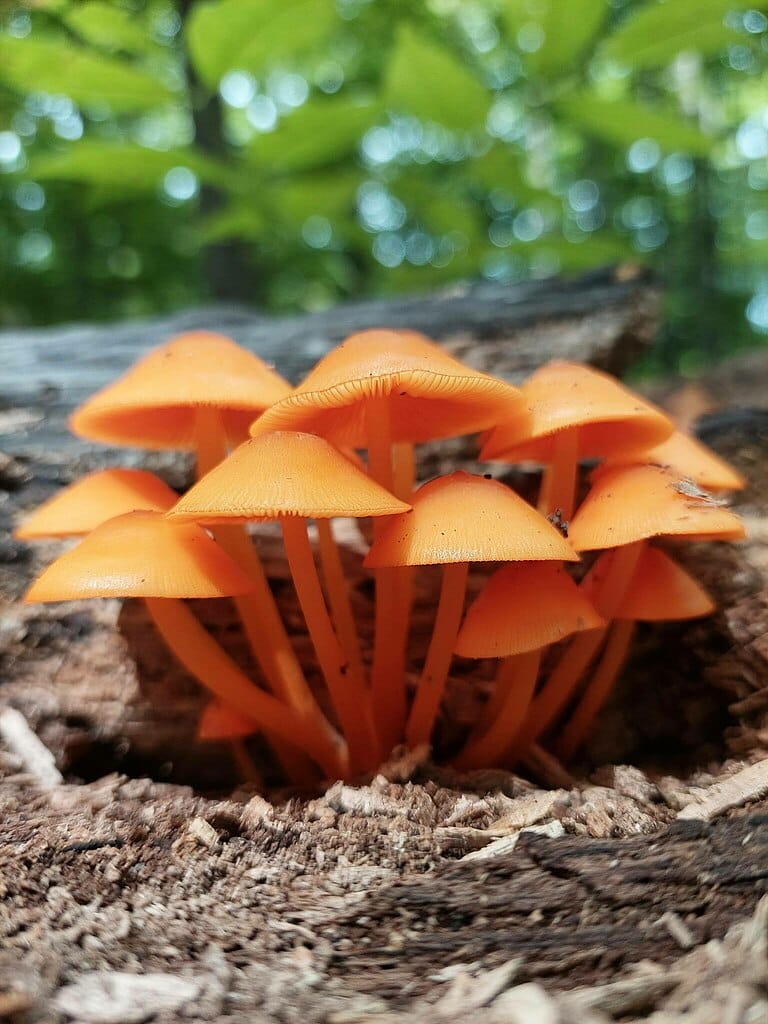 38 Orange Mushrooms and Fungi (Identification And Edibility)