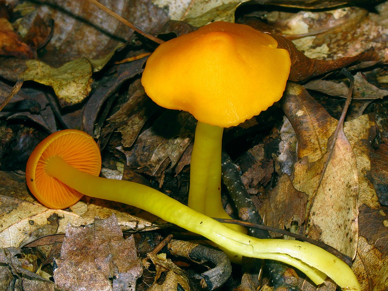 38 Orange Mushrooms and Fungi (Identification And Edibility)