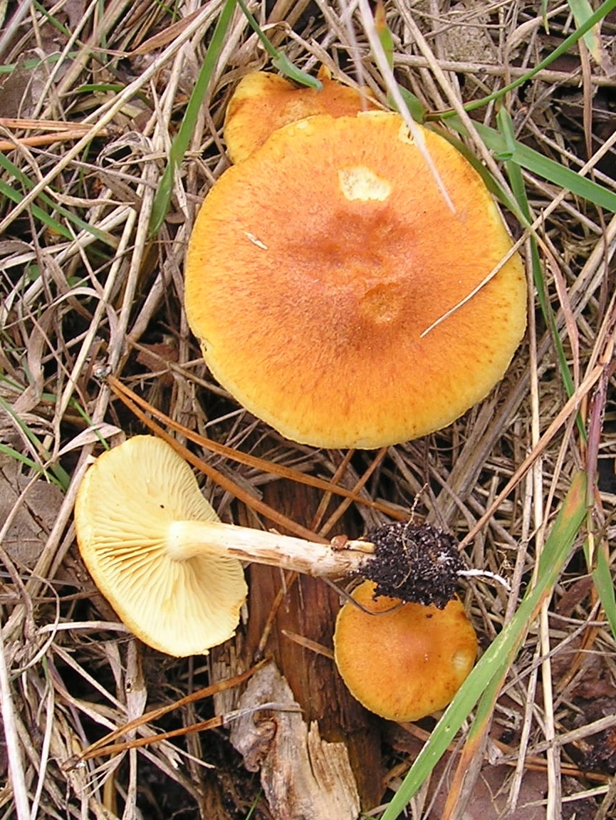 38 Orange Mushrooms and Fungi (Identification And Edibility)