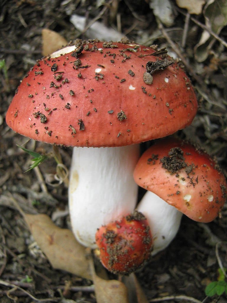 39 Red Mushrooms and Fungi (Identification And Edibility)