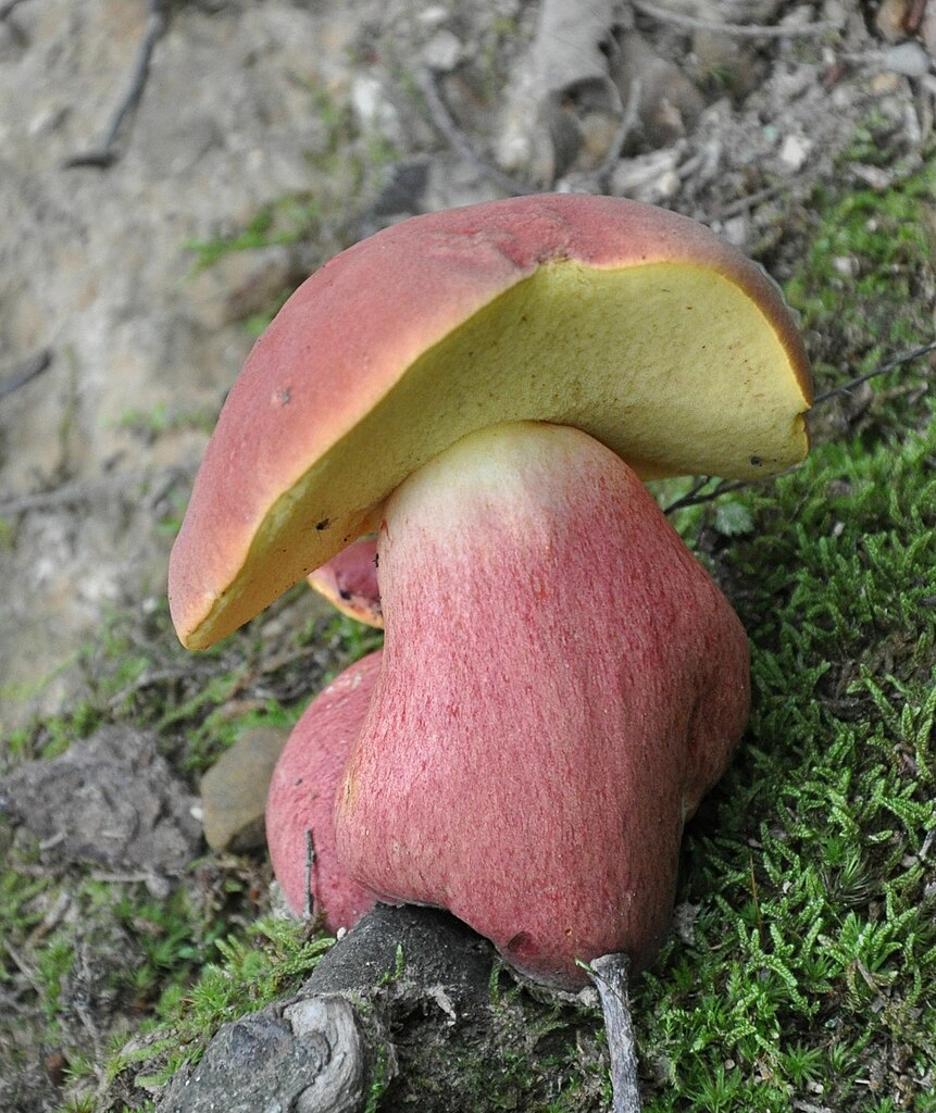 39 Red Mushrooms and Fungi (Identification And Edibility)