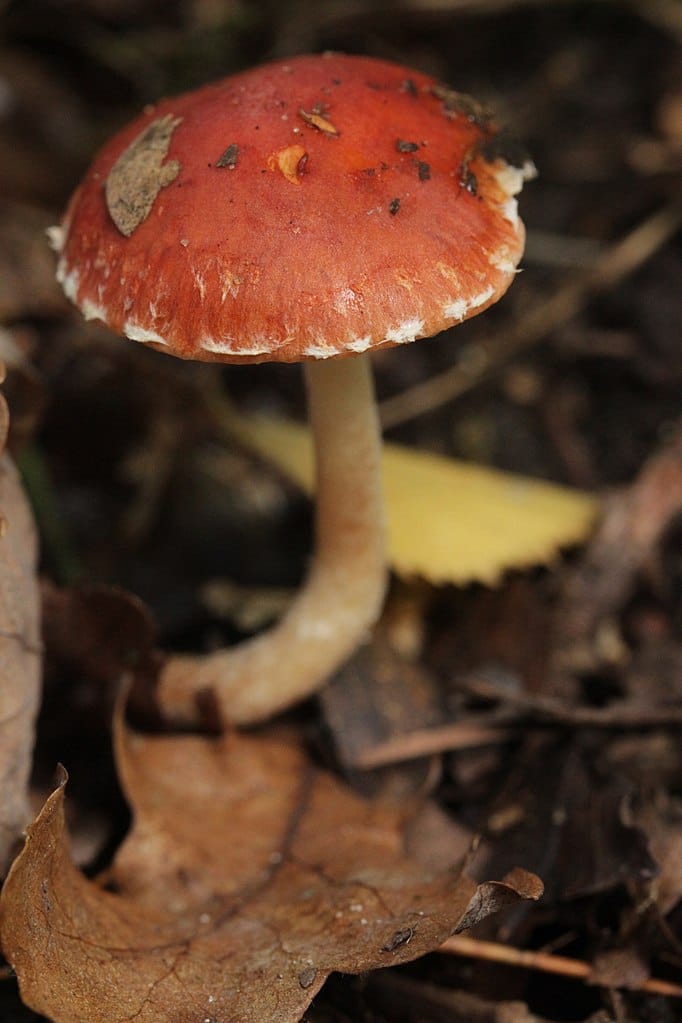 39 Red Mushrooms and Fungi (Identification And Edibility)