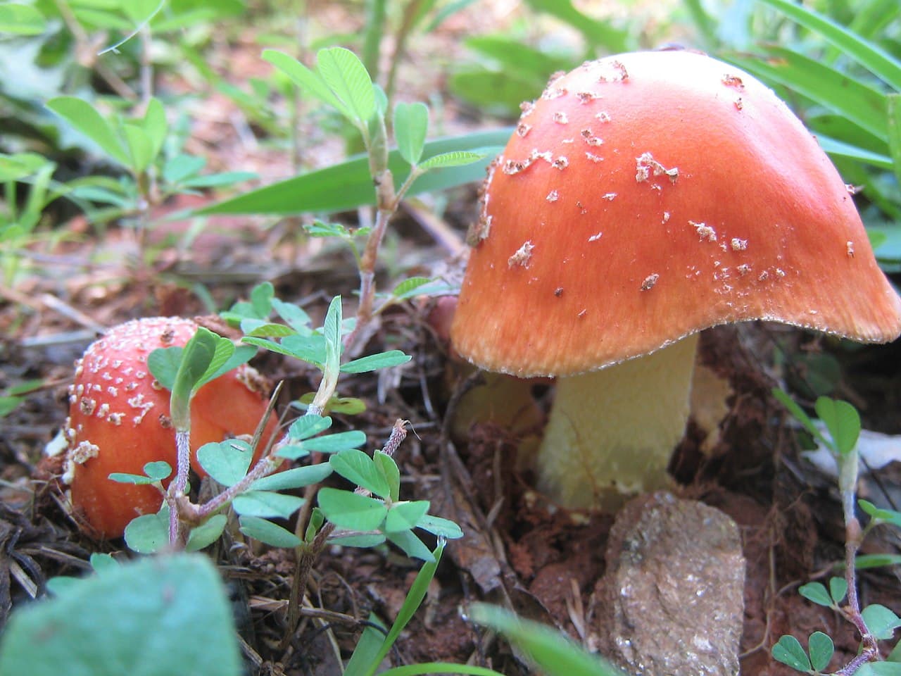 39 Red Mushrooms and Fungi (Identification And Edibility)
