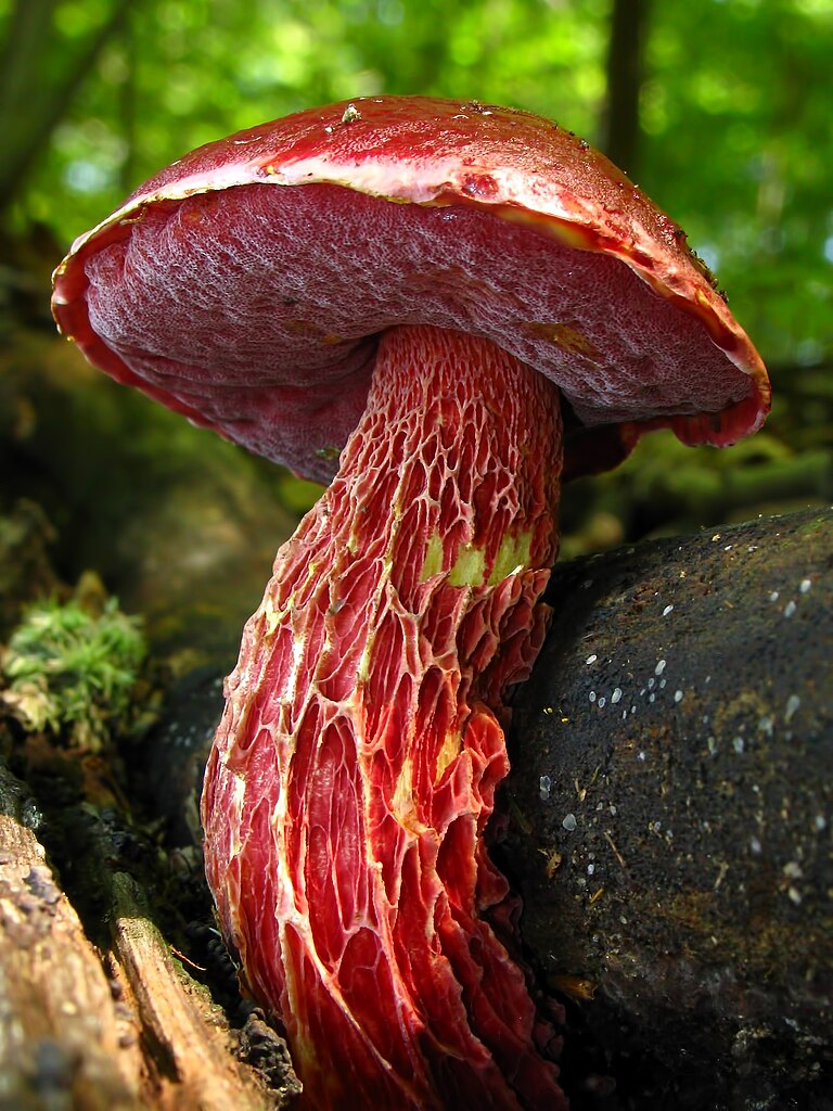 39 Red Mushrooms and Fungi (Identification And Edibility)