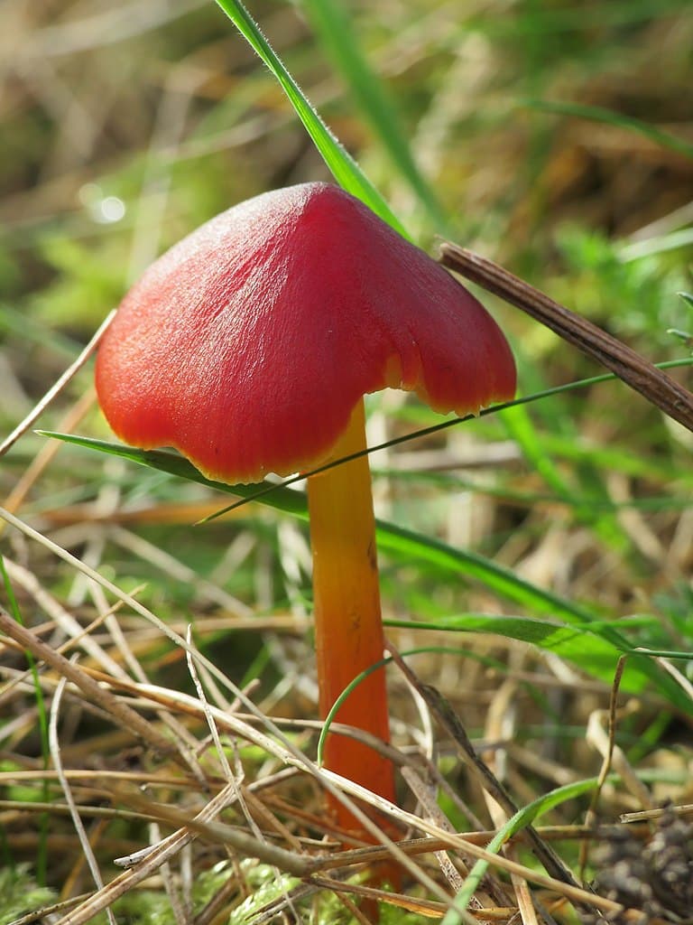 39 Red Mushrooms and Fungi (Identification And Edibility)