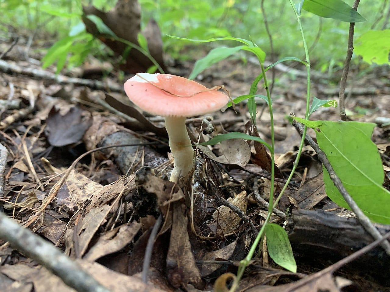 39 Red Mushrooms and Fungi (Identification And Edibility)