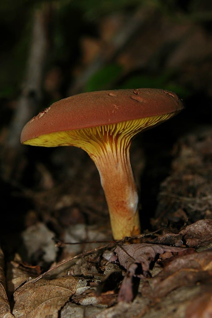 39 Red Mushrooms and Fungi (Identification And Edibility)