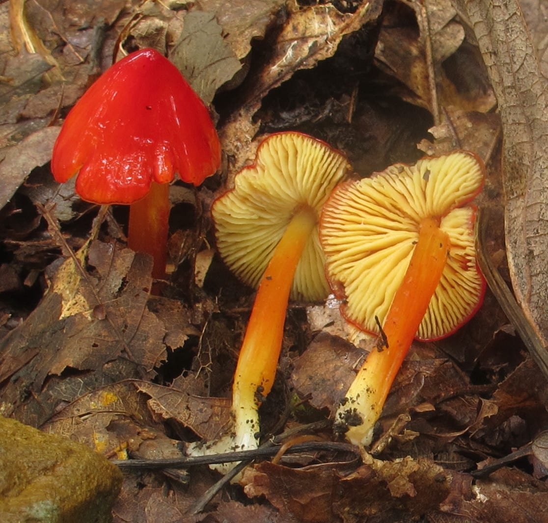 39 Red Mushrooms and Fungi (Identification And Edibility)