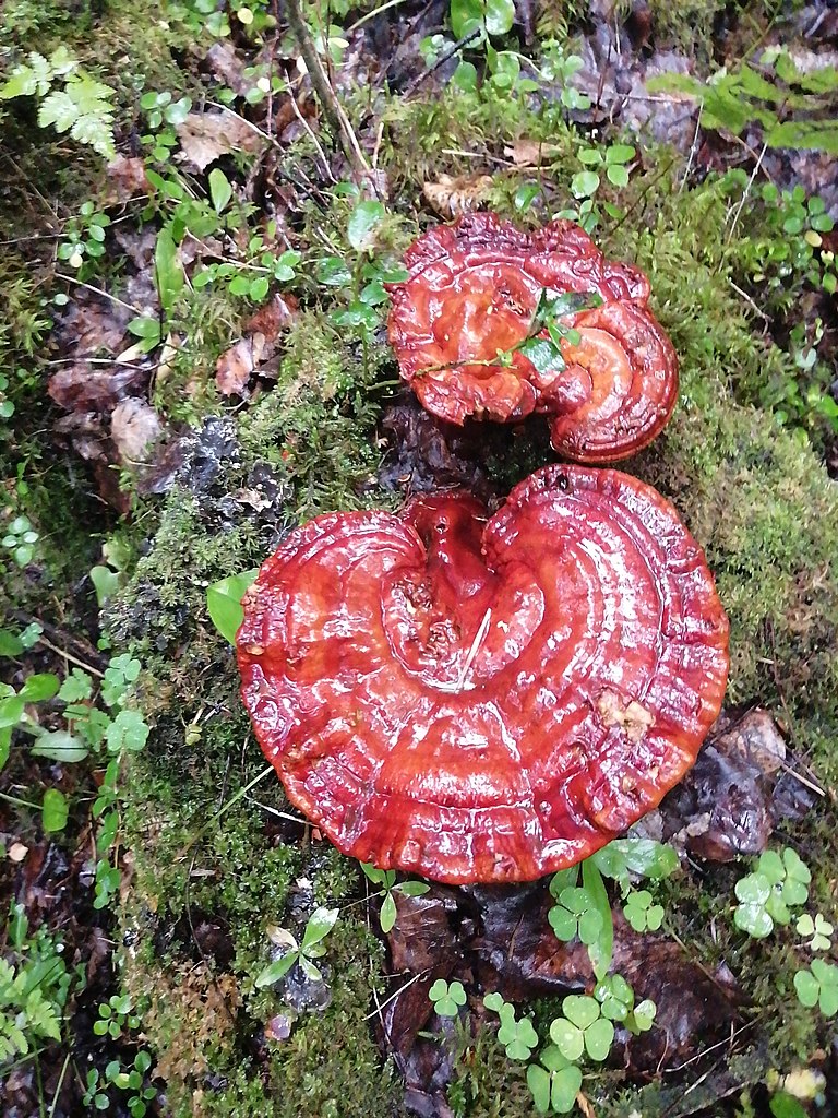 39 Red Mushrooms and Fungi (Identification And Edibility)