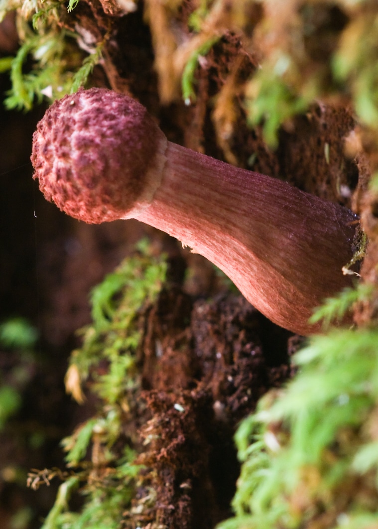 39 Red Mushrooms and Fungi (Identification And Edibility)