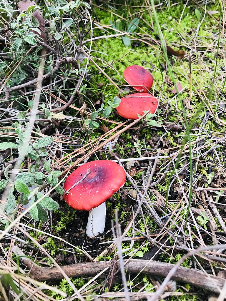 39 Red Mushrooms and Fungi (Identification And Edibility)
