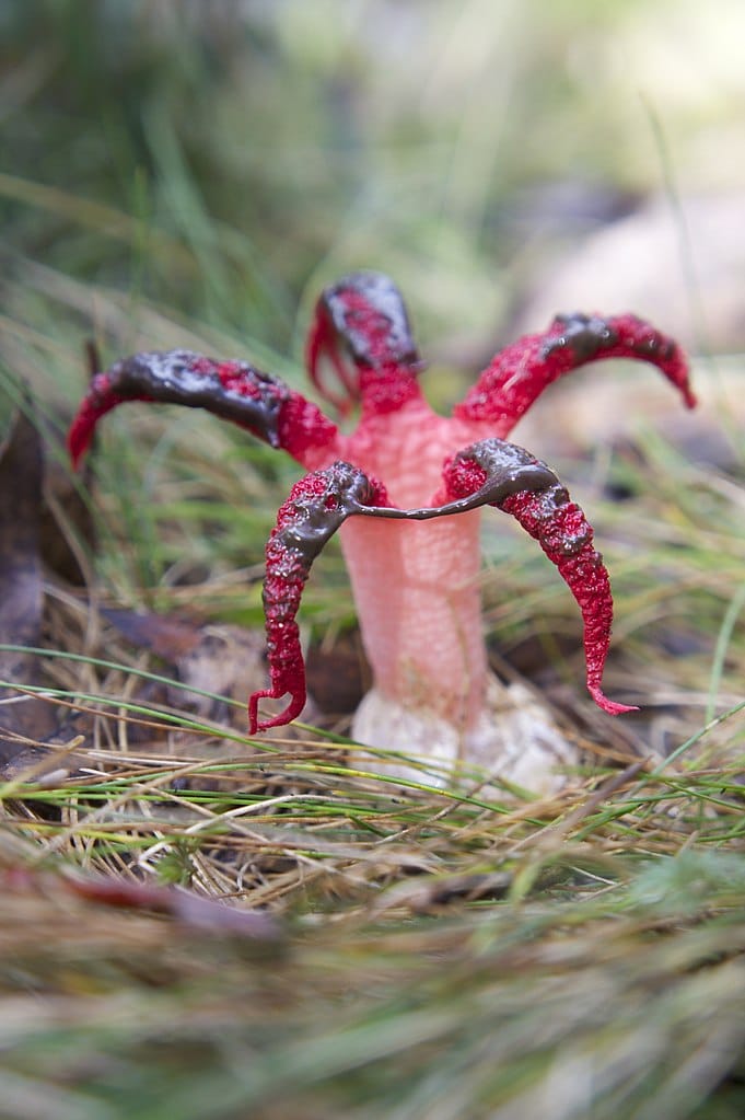 39 Red Mushrooms and Fungi (Identification And Edibility)