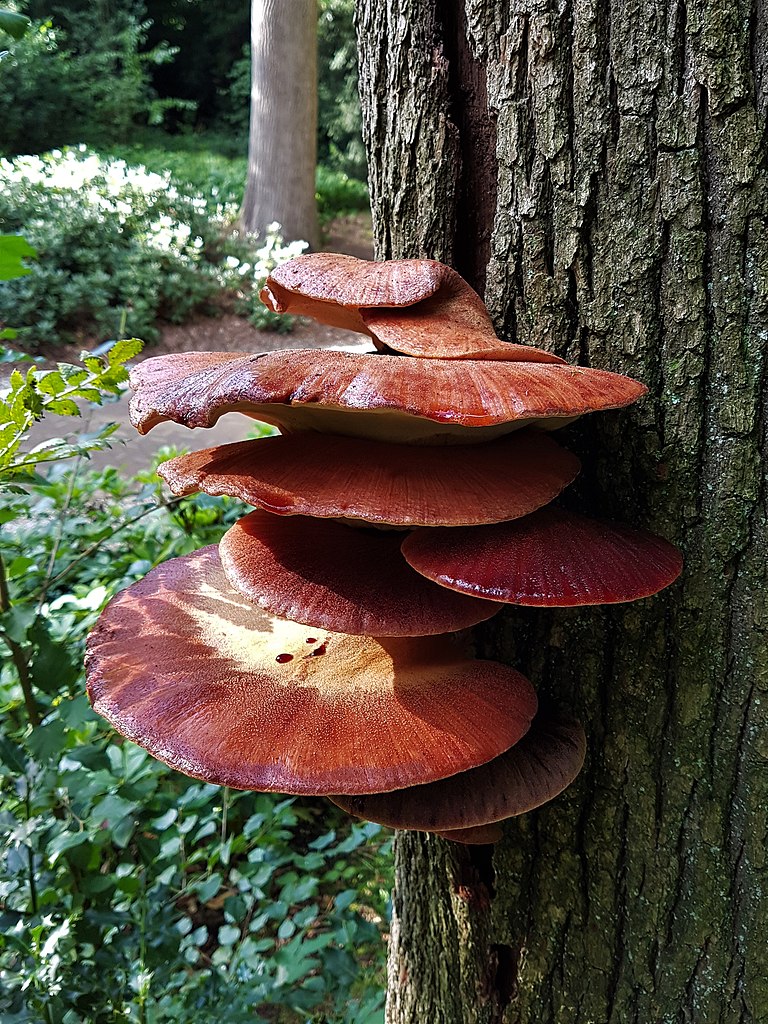 39 Red Mushrooms and Fungi (Identification And Edibility)