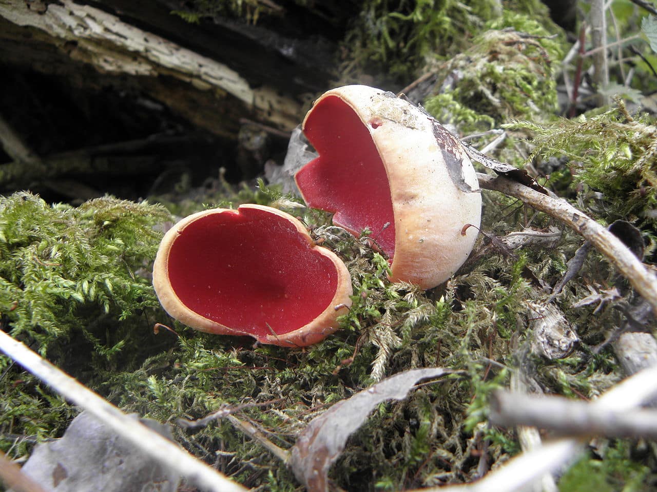 39 Red Mushrooms and Fungi (Identification And Edibility)
