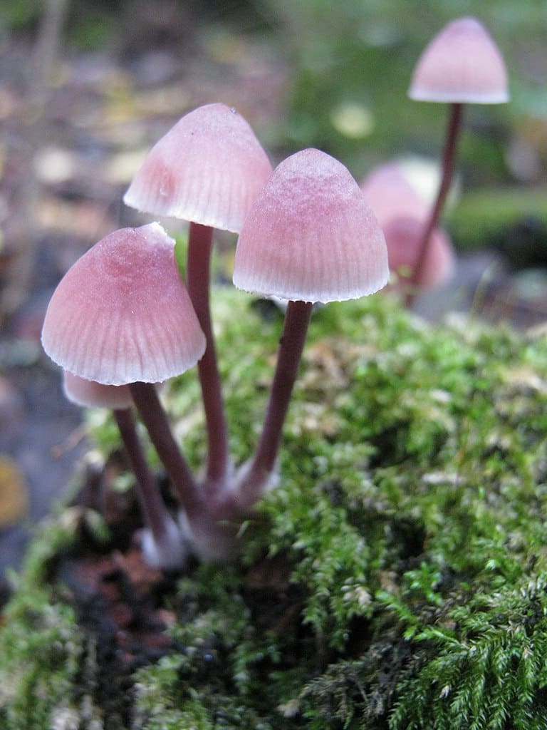 24 Pink Mushrooms and Fungi (Identification and Edibility)