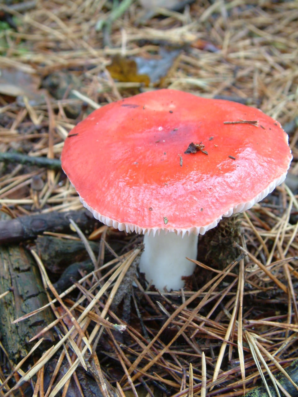 24 Pink Mushrooms and Fungi (Identification and Edibility)