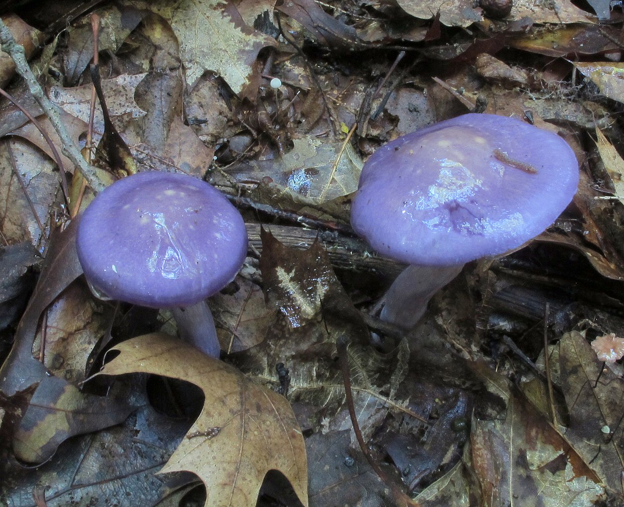 23 Vivid Purple Mushrooms (Pictures and Identification Guide)