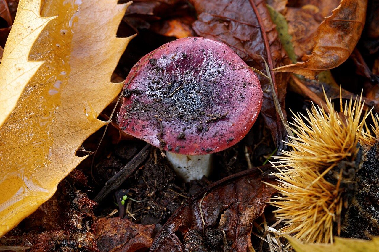 23 Vivid Purple Mushrooms (Pictures and Identification Guide)