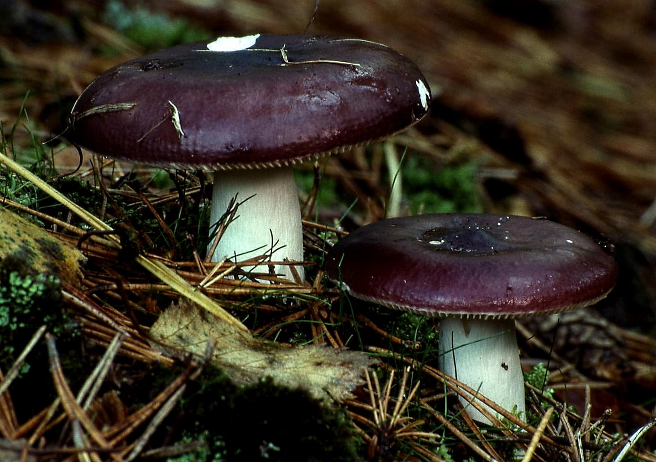 23 Vivid Purple Mushrooms (Pictures and Identification Guide)