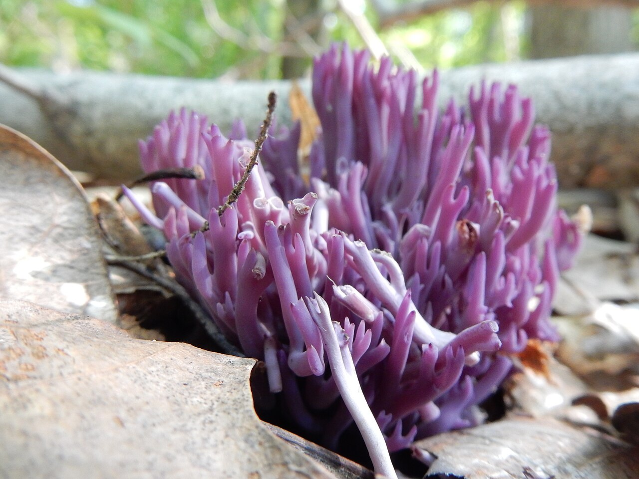 23 Vivid Purple Mushrooms (Pictures and Identification Guide)